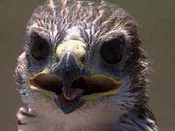 Birds are warm-blooded, have two legs, forelimbs are wings, have hollow ...