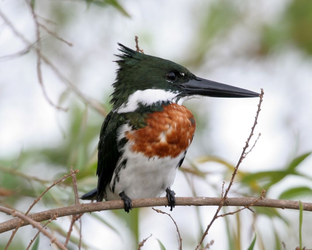 Amazon Kingfisher - Zanity's Birds of South America picture galleries ...