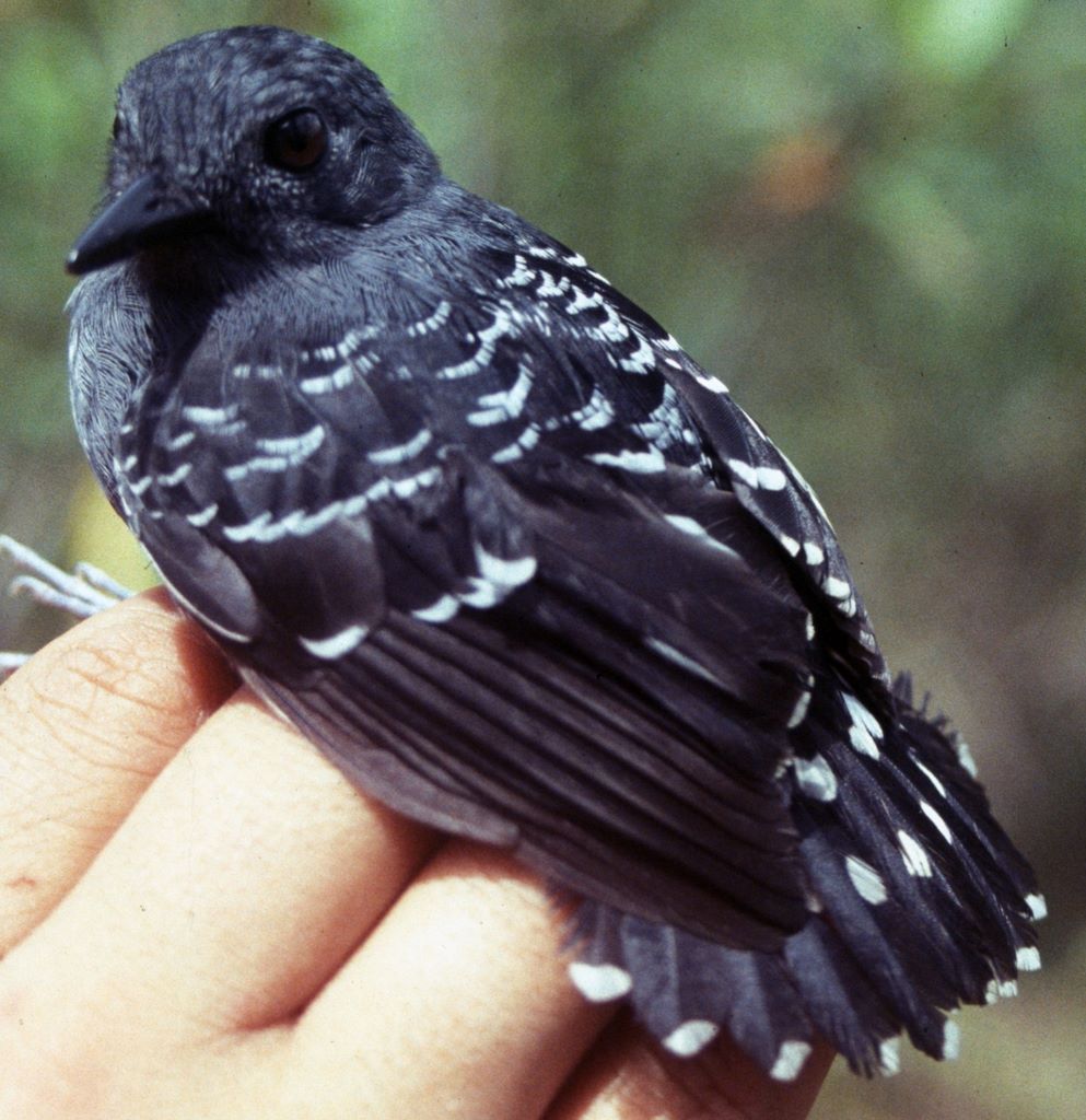 Scale-backed Antbird - Zanity's Birds of South America picture ...